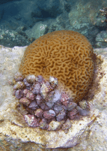 Article on corallivory in coral reefs | Coral Guardian