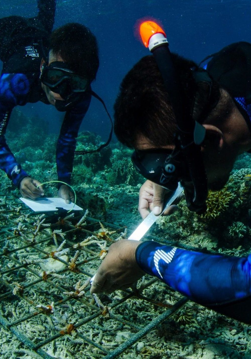 Participatory marine conservation | Coral Guardian