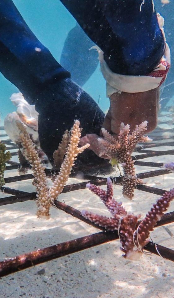 Participatory marine conservation | Coral Guardian