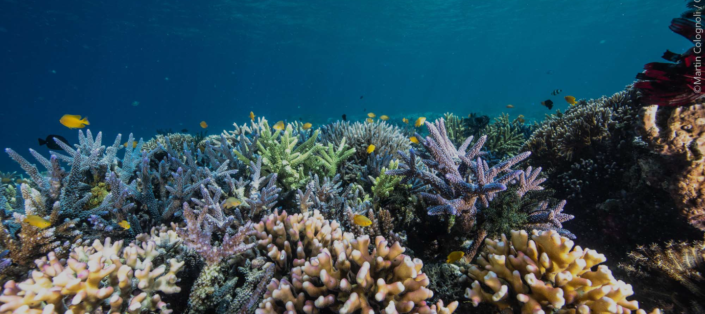 Coral Guardian Protecting Coral Reefs Globally Coral Reef Conservation
