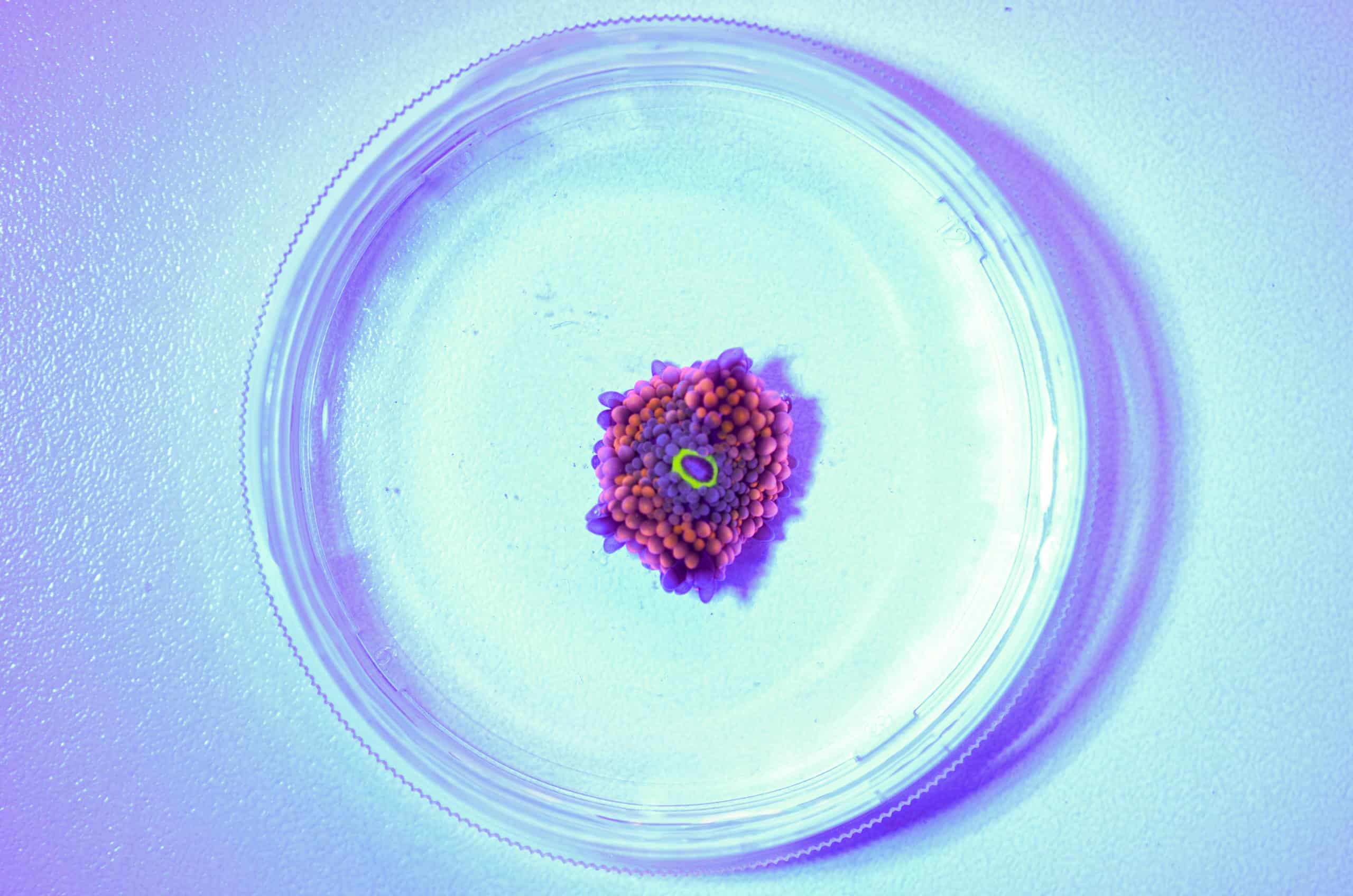 The importance of protecting coral reefs | Coral Guardian