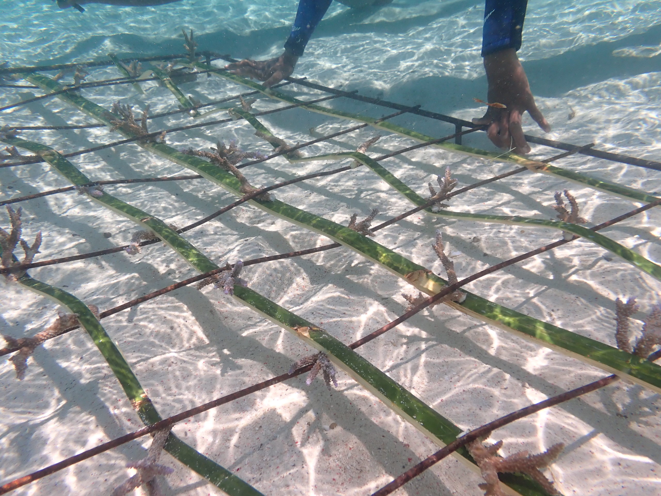 Science research and innovation in marine conservation | Coral Guardian