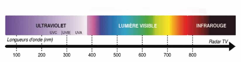 The roles of pigments in reef-building corals | Coral Guardian