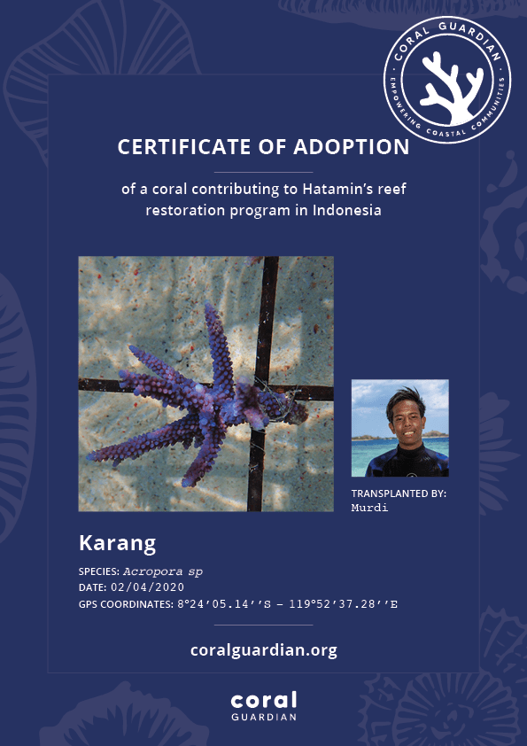 Adopt a coral to help protect marine biodiversity | Coral Guardian
