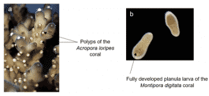 Sexual or asexual reproduction of corals | Coral Guardian