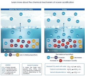 Ocean conditions & the skeleton of reef-building corals | Coral Guardian