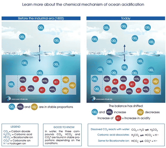 Ocean conditions & the skeleton of reef-building corals | Coral Guardian