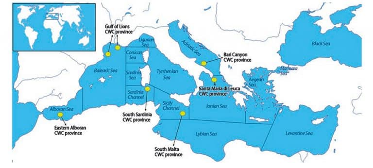 The unveiled mystery of cold water corals | Coral Guardian Articles