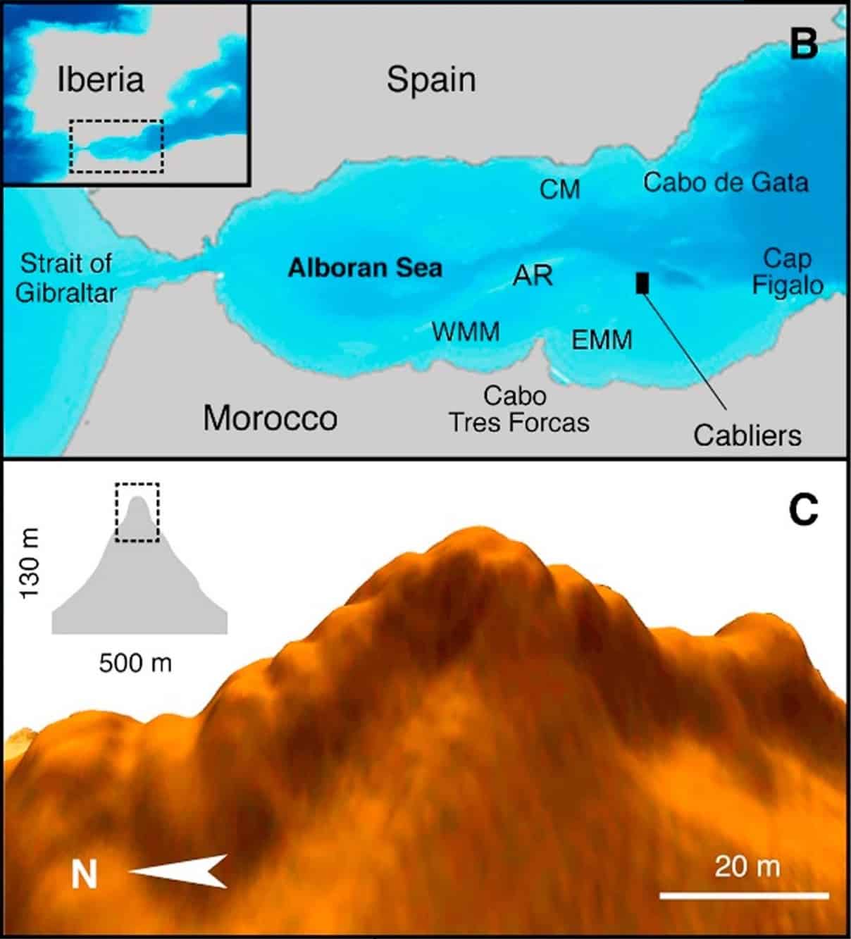 Cold-water coral biodiversity: the case of coral mounds in the Alboran ...