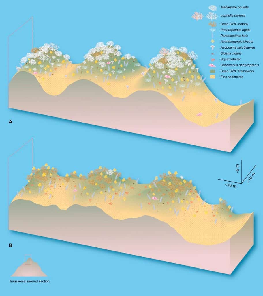 Cold-water coral biodiversity: the case of coral mounds in the Alboran ...