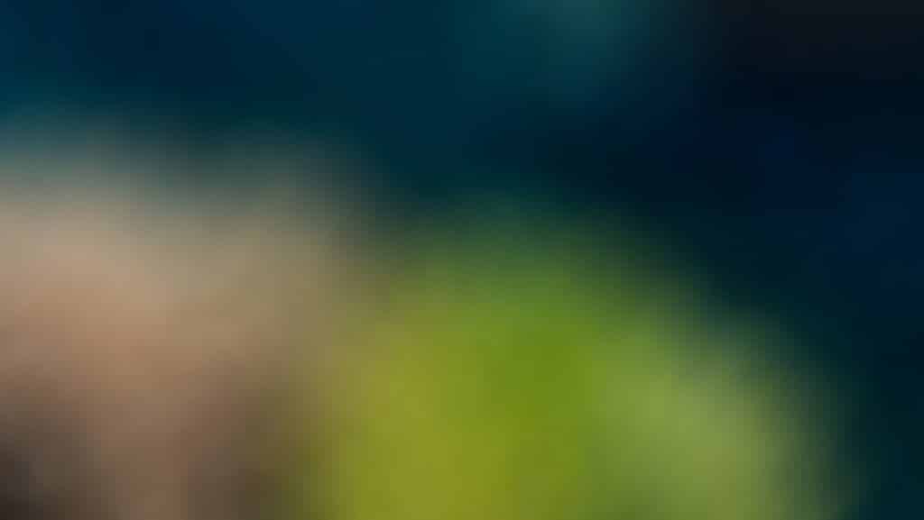 Coral Guardian | Protecting coral reefs globally | Coral reef conservation