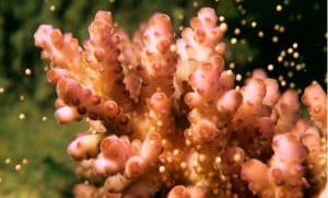 Sexual reproduction of corals: a synchronized nocturnal dance and its ...