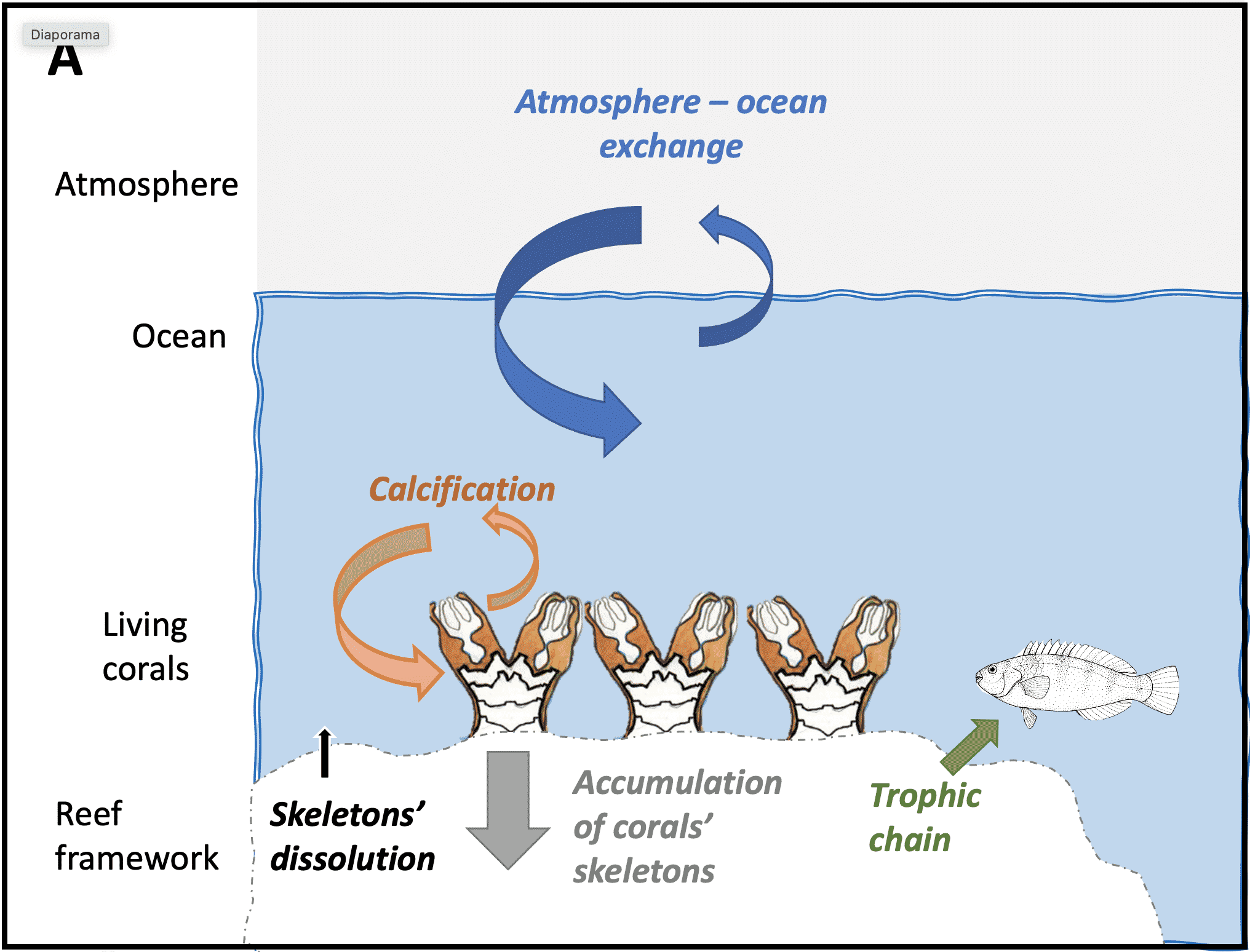 Carbon balance in coral reefs | Article by Coral Guardian
