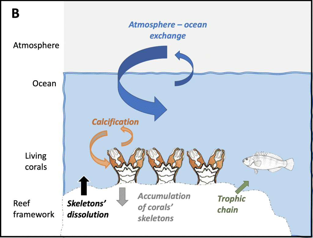 Carbon balance in coral reefs | Article by Coral Guardian