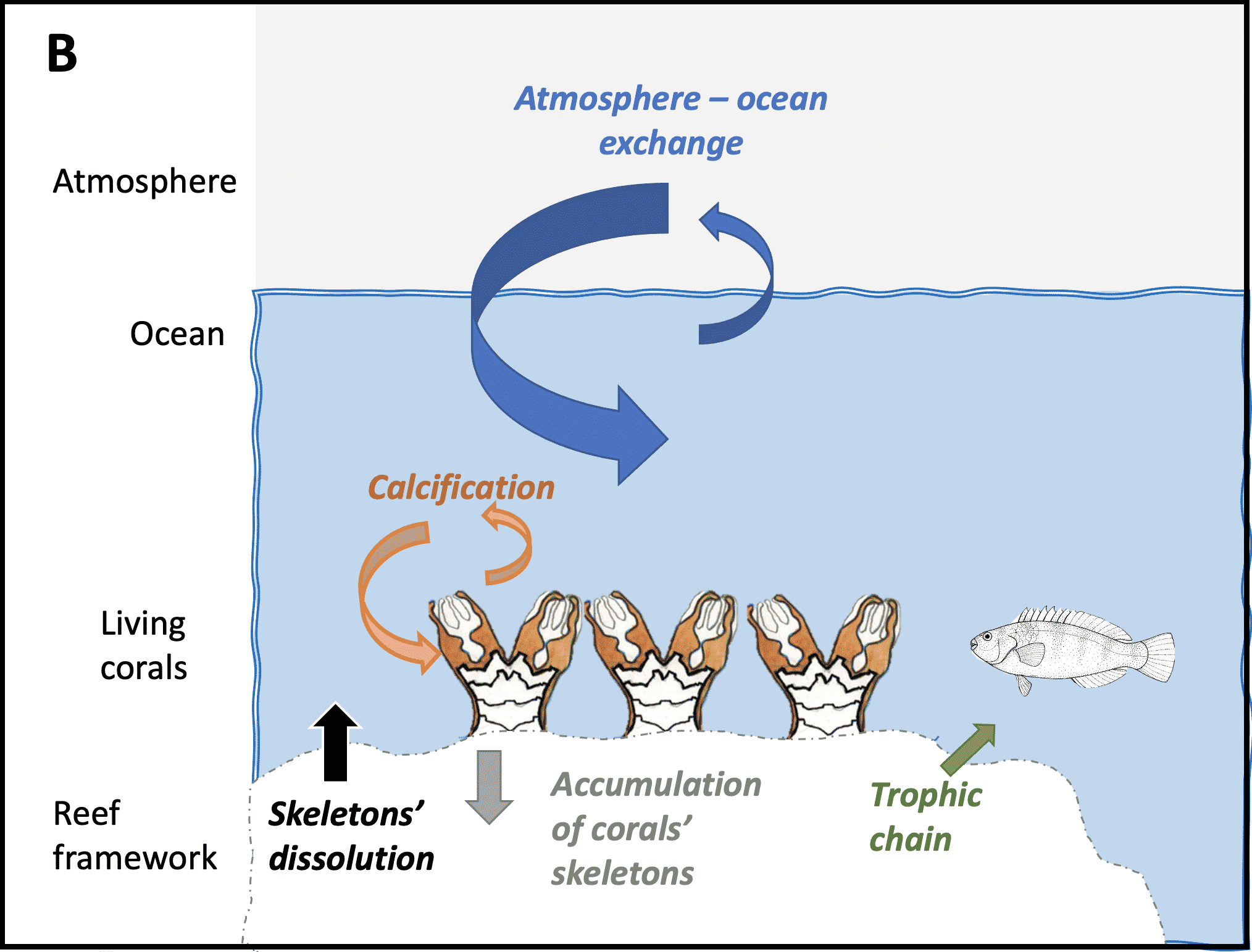 Carbon balance in coral reefs | Article by Coral Guardian