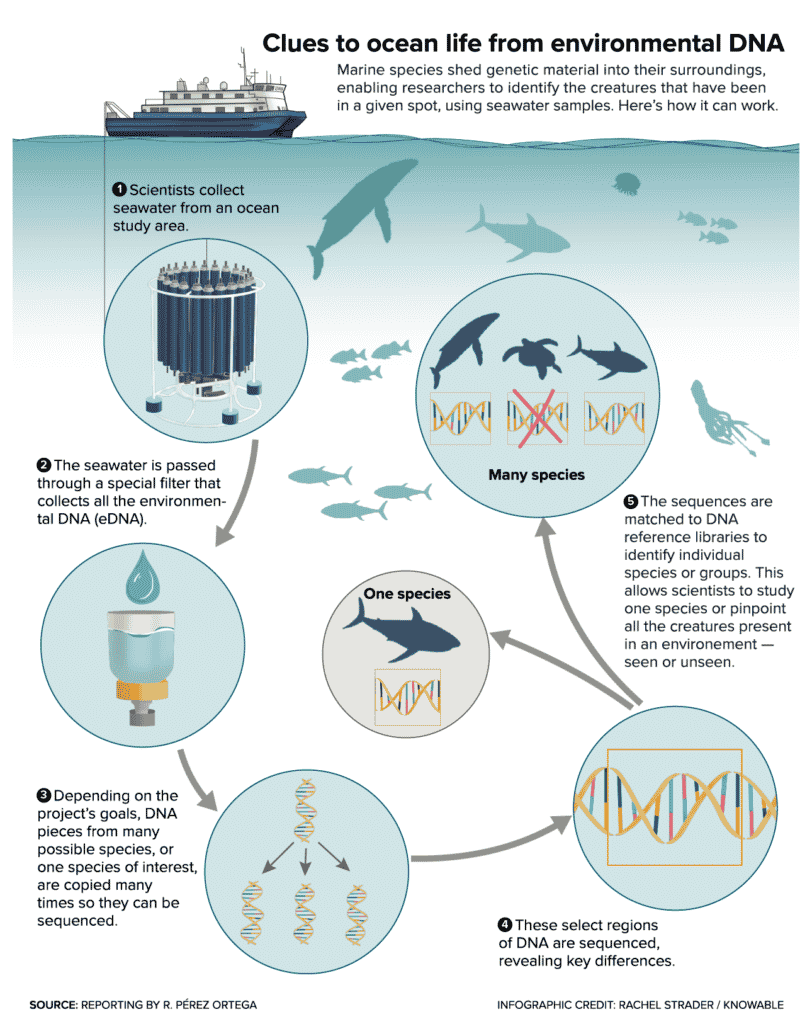 Fish biodiversity on coral reefs unraveled by environmental DNA