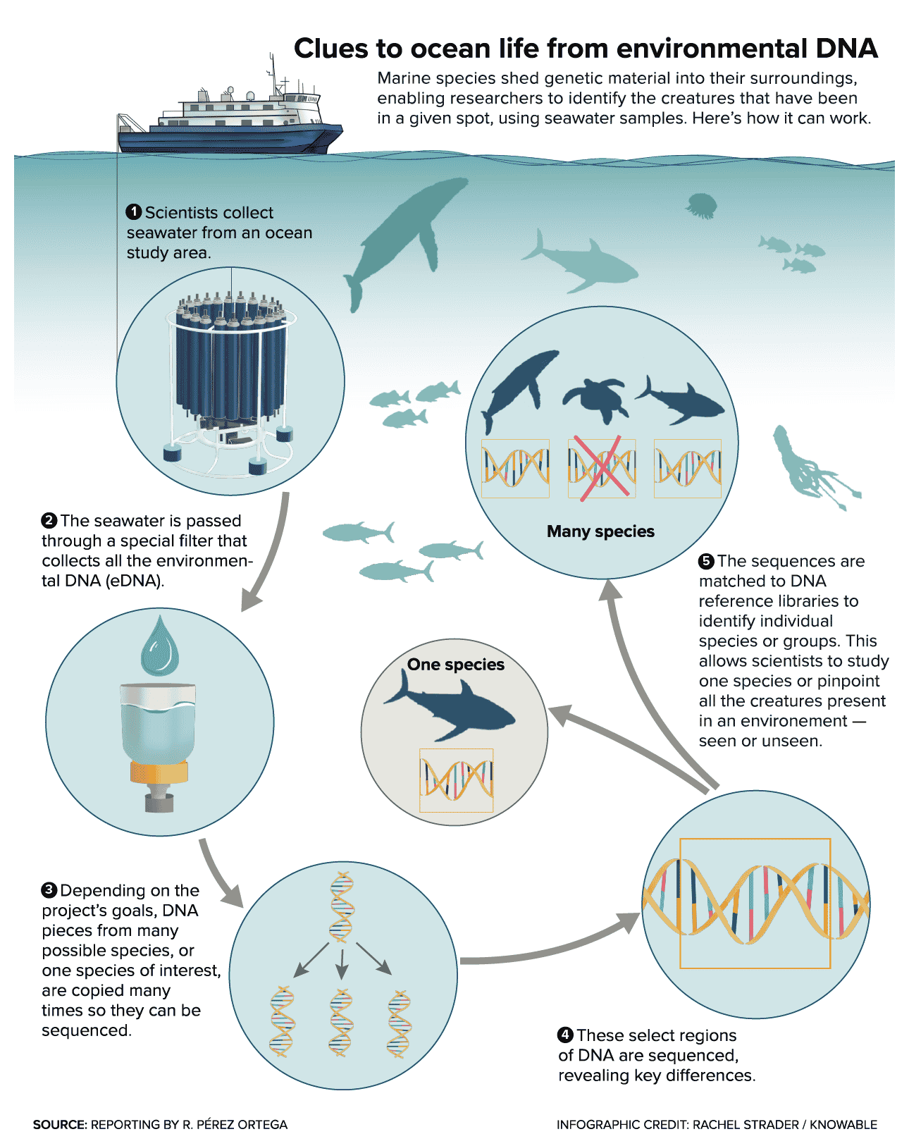 Fish biodiversity on coral reefs unraveled by environmental DNA