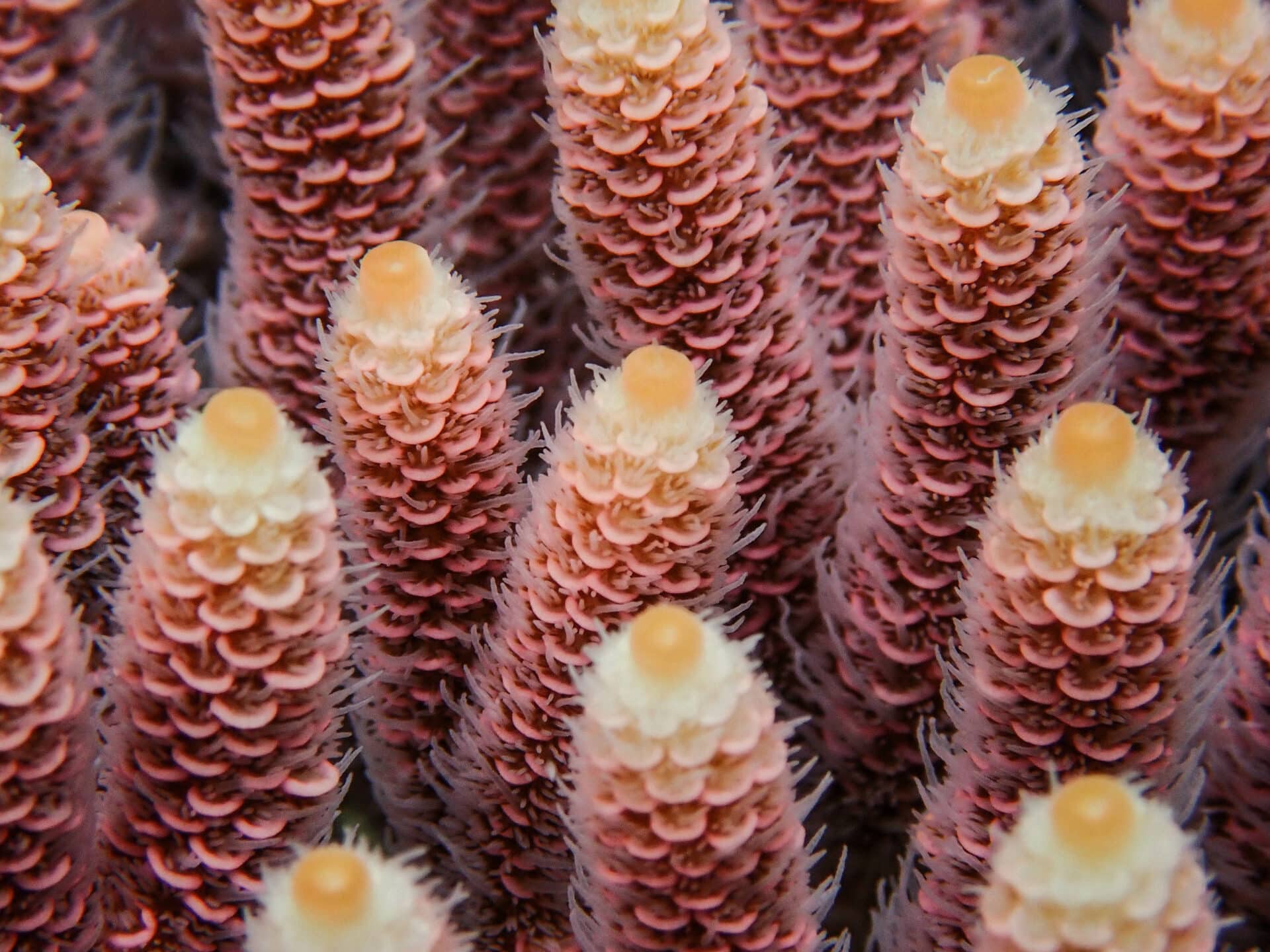 Coral Guardian | Protecting coral reefs globally | Coral reef conservation