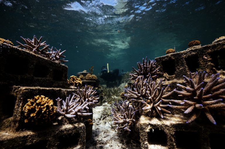 Coral Guardian | Protecting coral reefs globally | Coral reef conservation