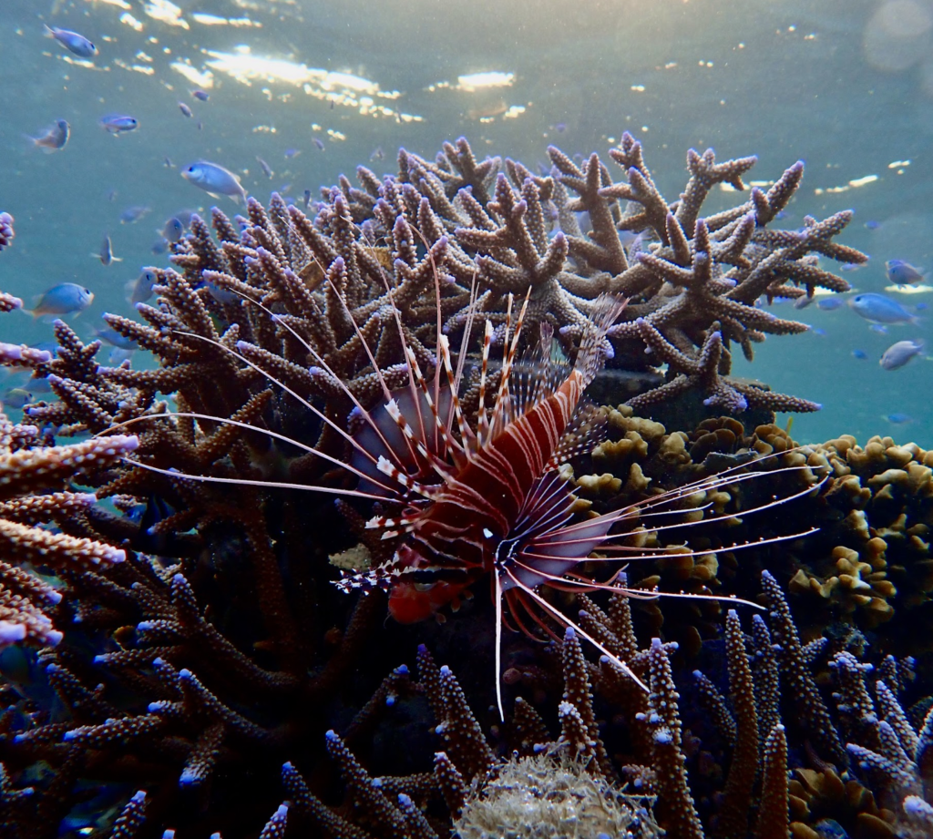 Le design des récifs artificiels influence le devenir écologique des ...