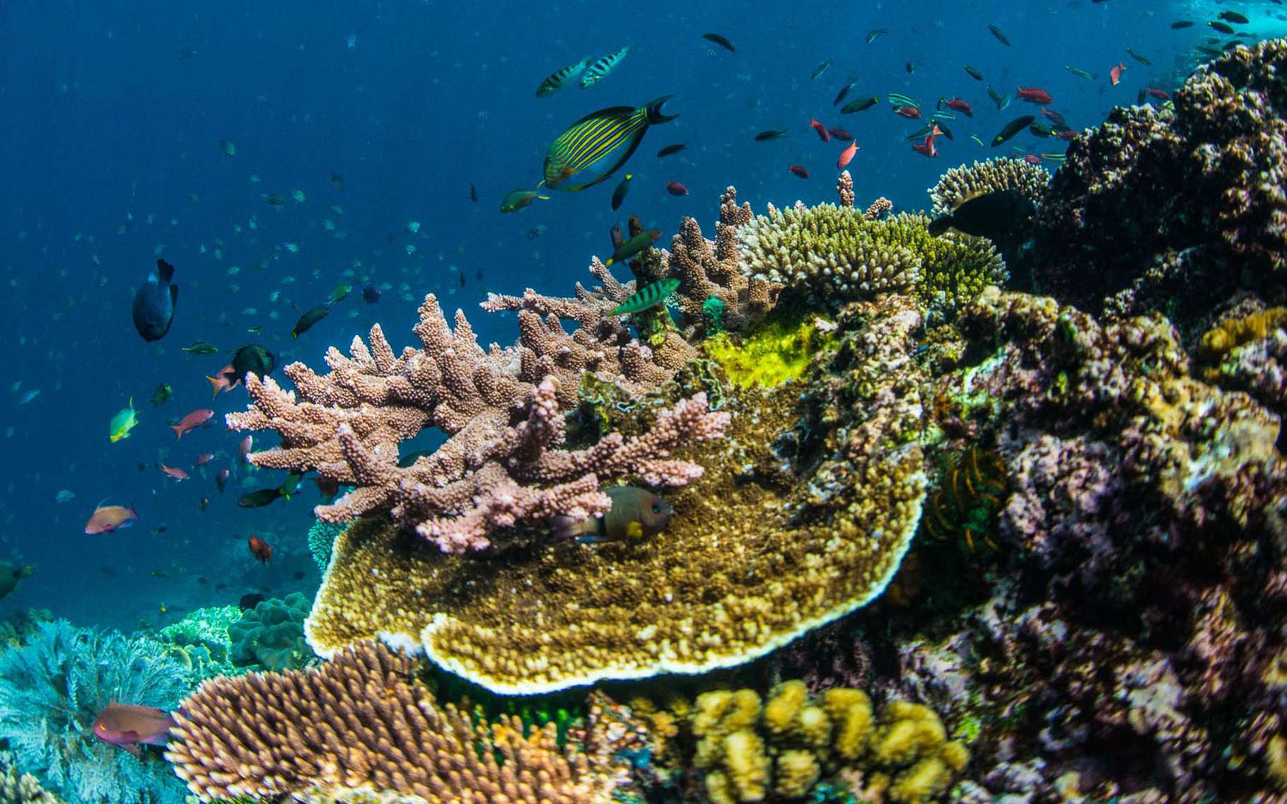 Les récifs coralliens des collectivités françaises | Coral Guardian