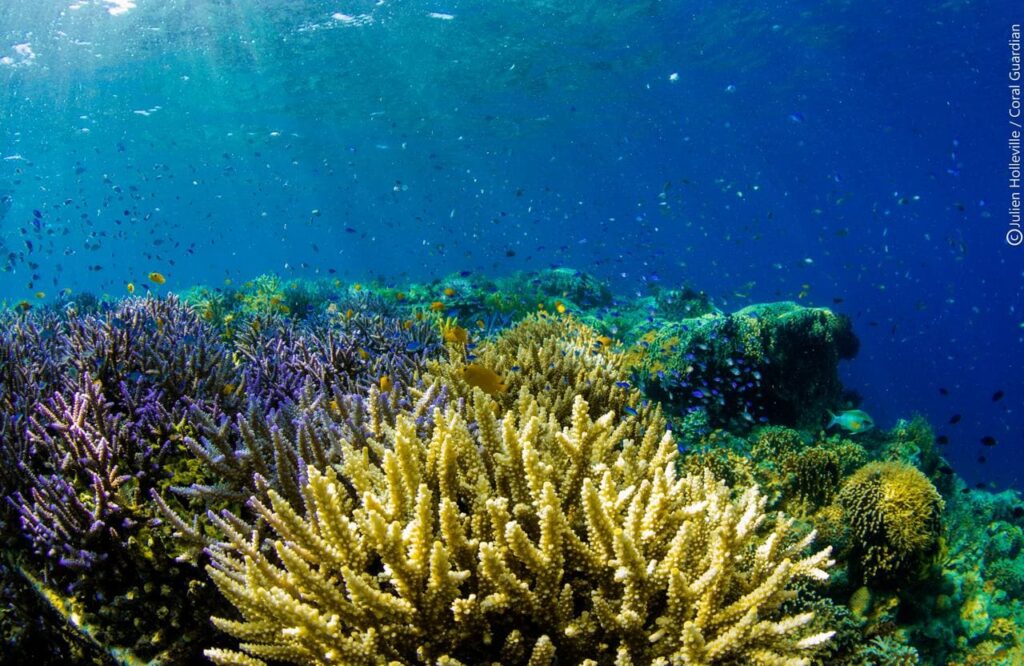 Les 10 règles d'or de la restauration corallienne - Coral Guardian